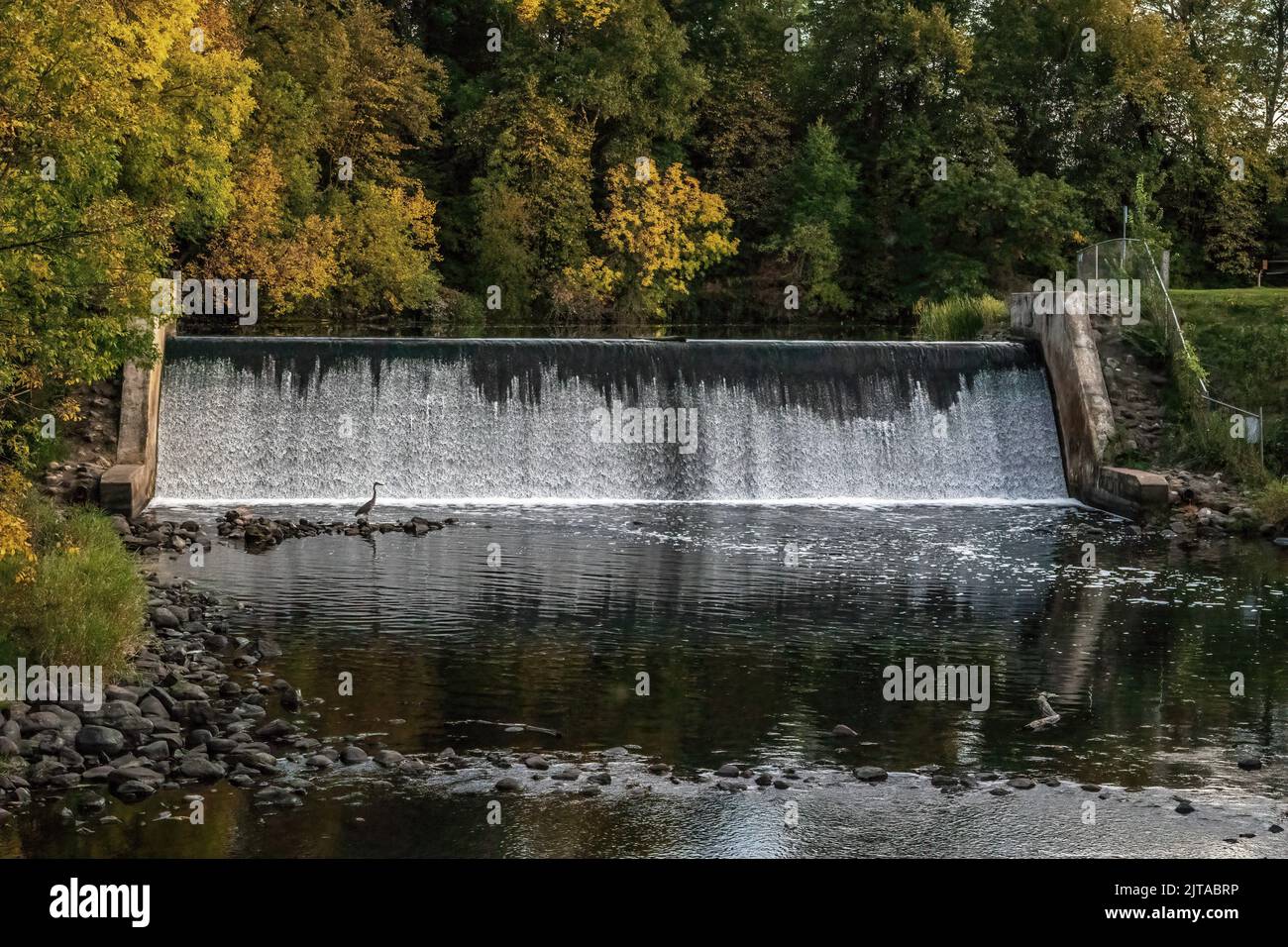 Great blue heron standing among the rocks in front of Kost Dam on the ...