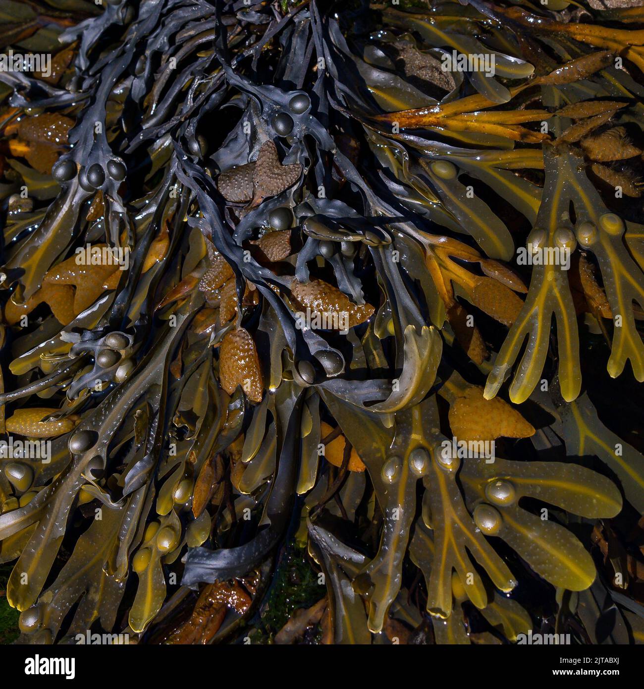 Seaweed close up Stock Photo - Alamy