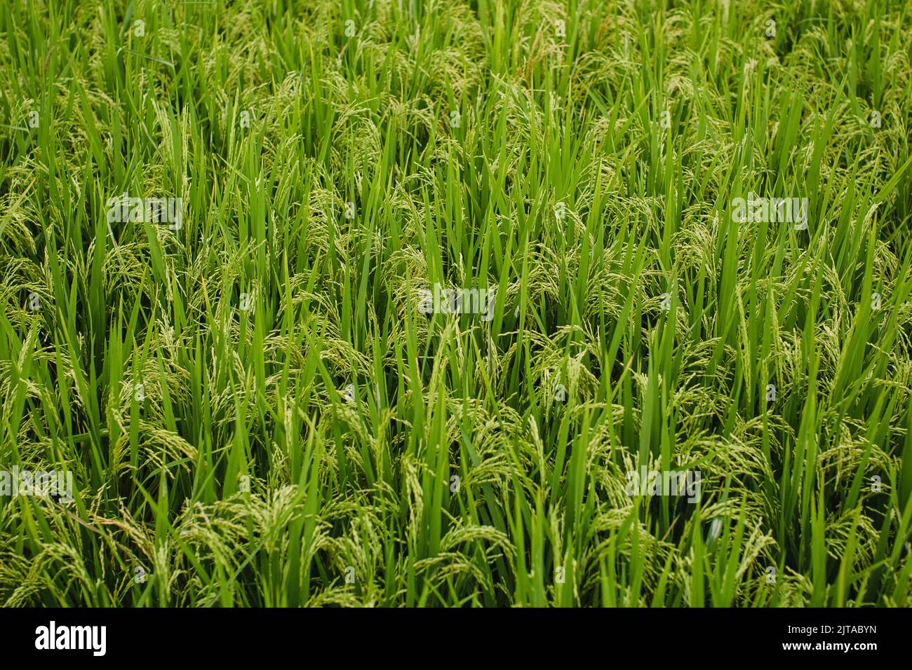 Texture of green fields of rice Stock Photo - Alamy