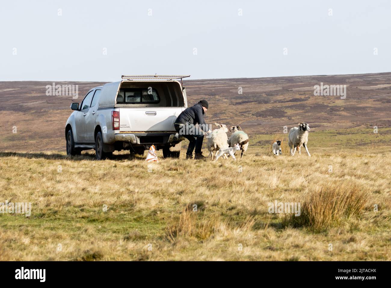 Farmer catching sheep to tend to newly born lambs, Yorkshire, England ...
