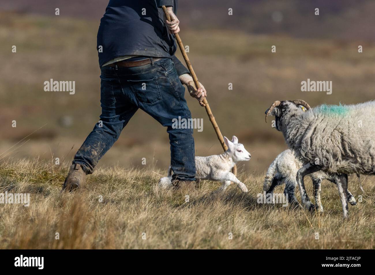 Farmer in action catching lamb with a shepherd's crook to tend to newly ...