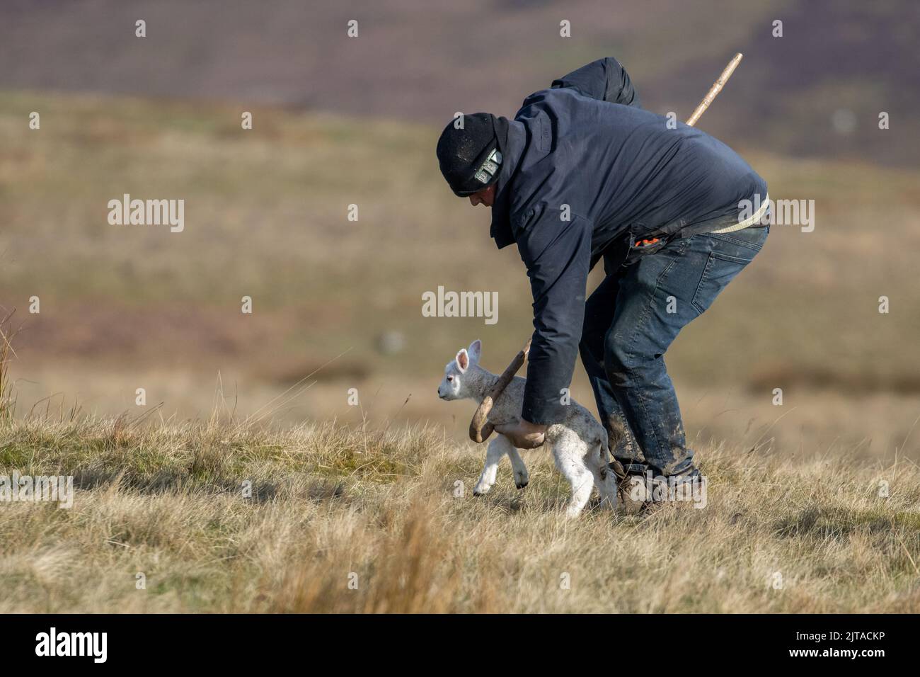 Farmer in action catching lamb with a shepherd's crook to tend to newly ...