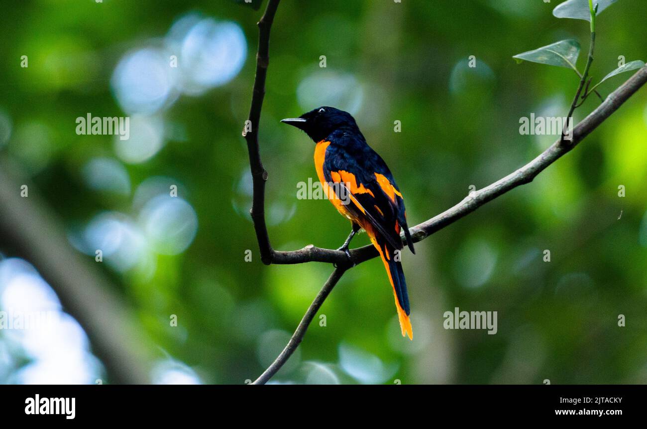 Beautiful picture of a male minivet bird resting on a small twig Stock ...