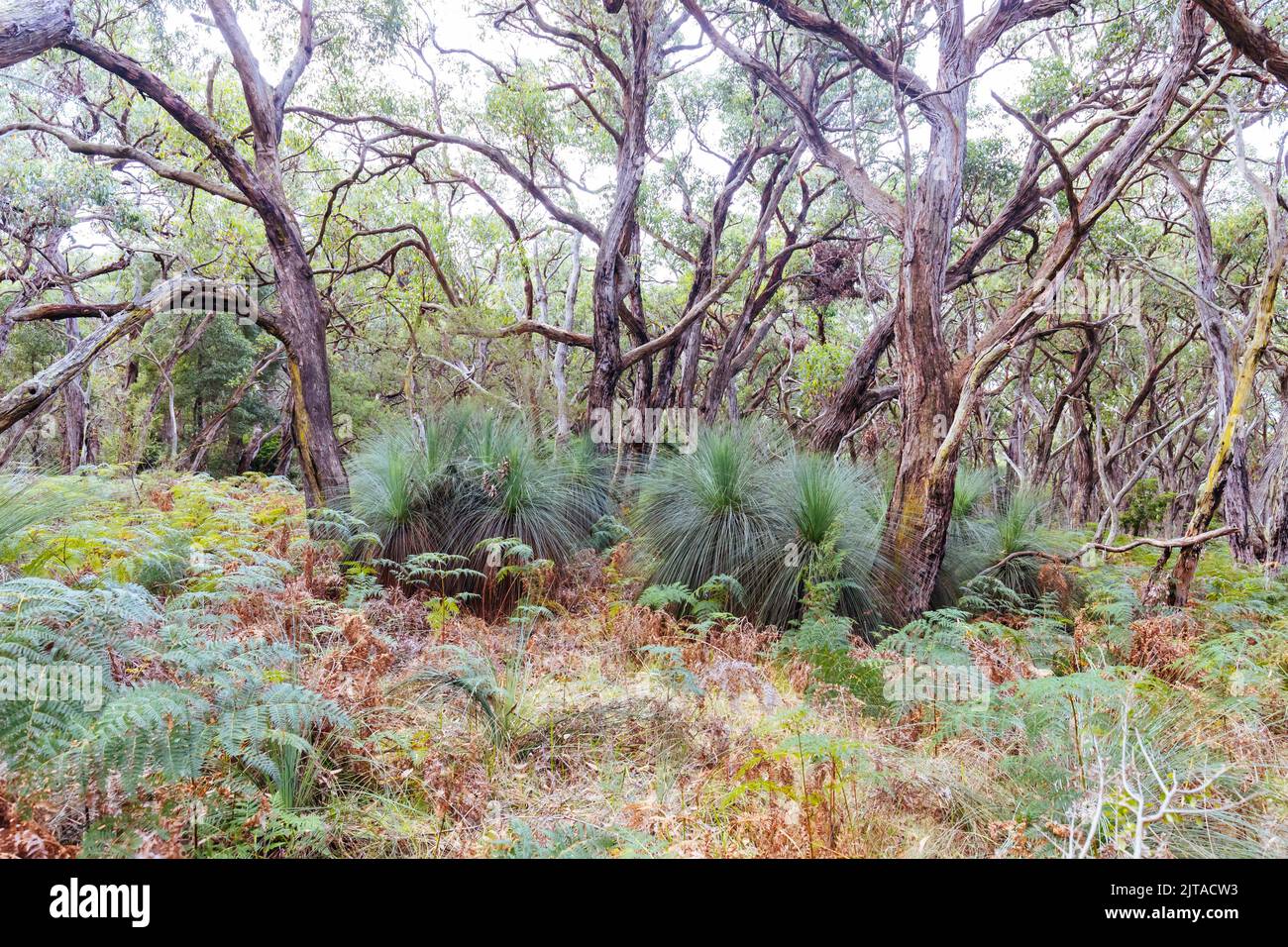 Two Bays Walking Track in Victoria Australia Stock Photo - Alamy