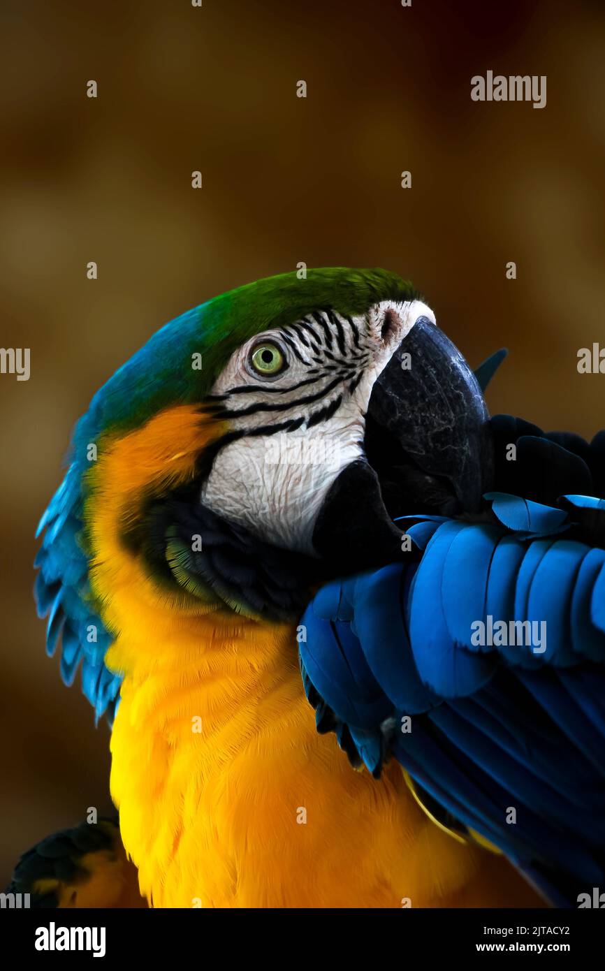 A vertical closeup of a blue-and-yellow macaw preening. Ara ararauna ...