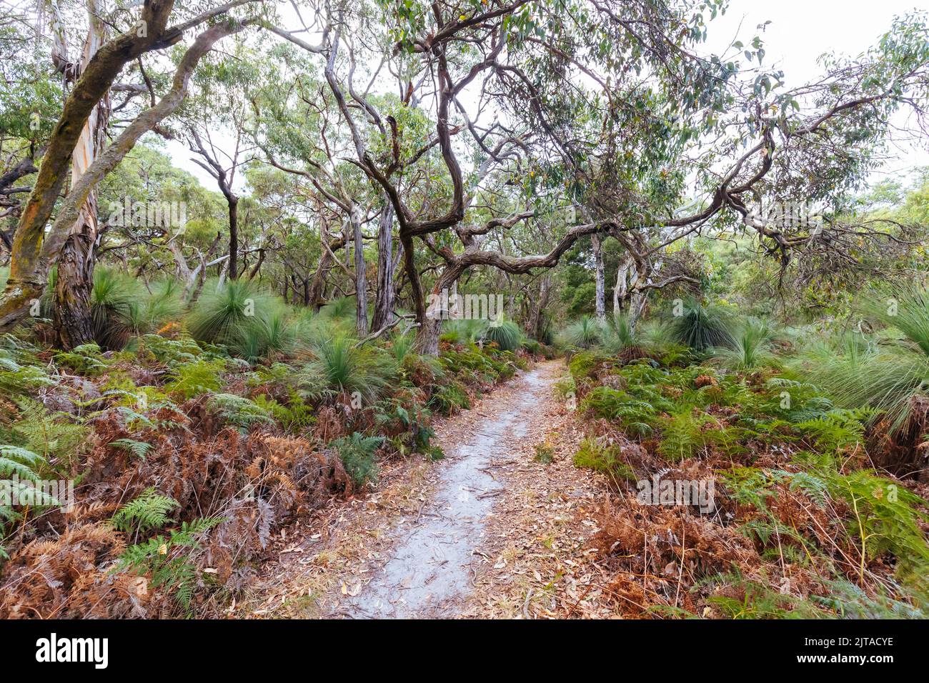 Bushrangers bay track hi-res stock photography and images - Alamy