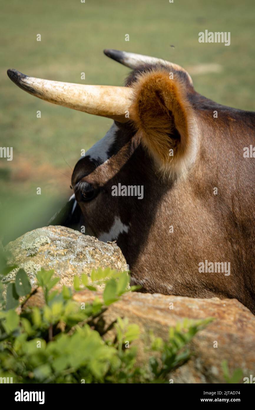 A bull looking over a stone wall in Martha's Vineyard, Massachusetts ...