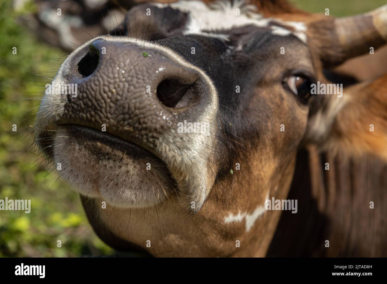 A bull looking over a stone wall in Martha's Vineyard, Massachusetts ...