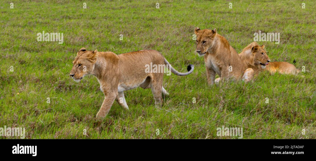 A panorama view of a pack of lions in a field in Africa Stock Photo - Alamy