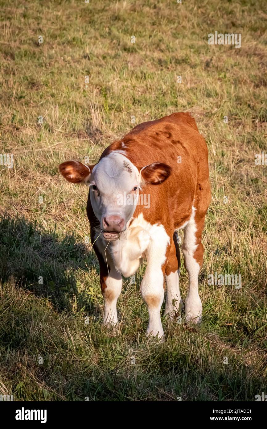 A young cow eating hay in the field on a sunny day Stock Photo - Alamy
