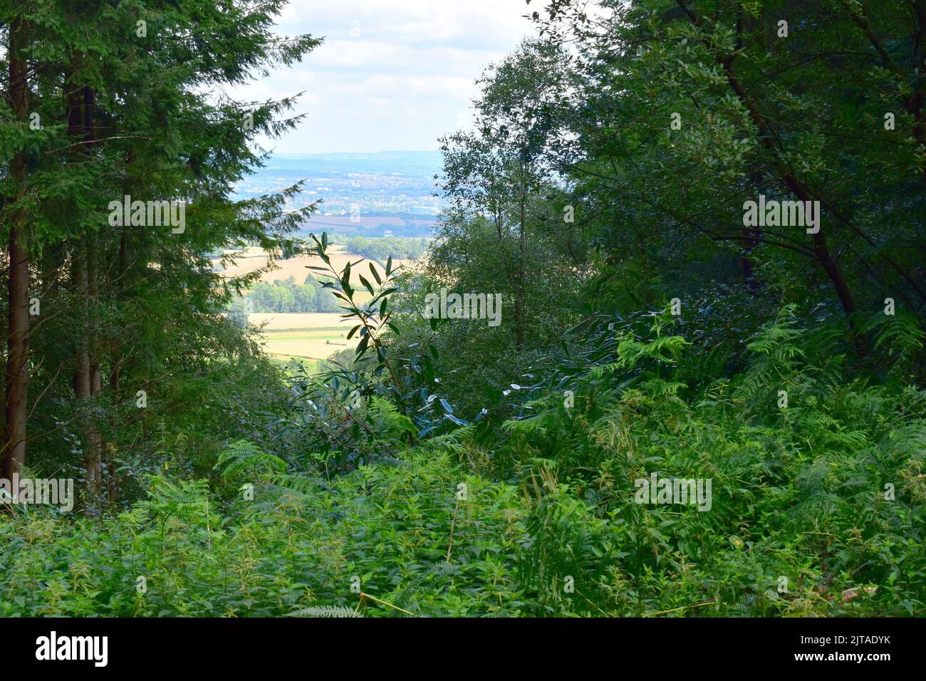 Haldon hill view hi-res stock photography and images - Alamy