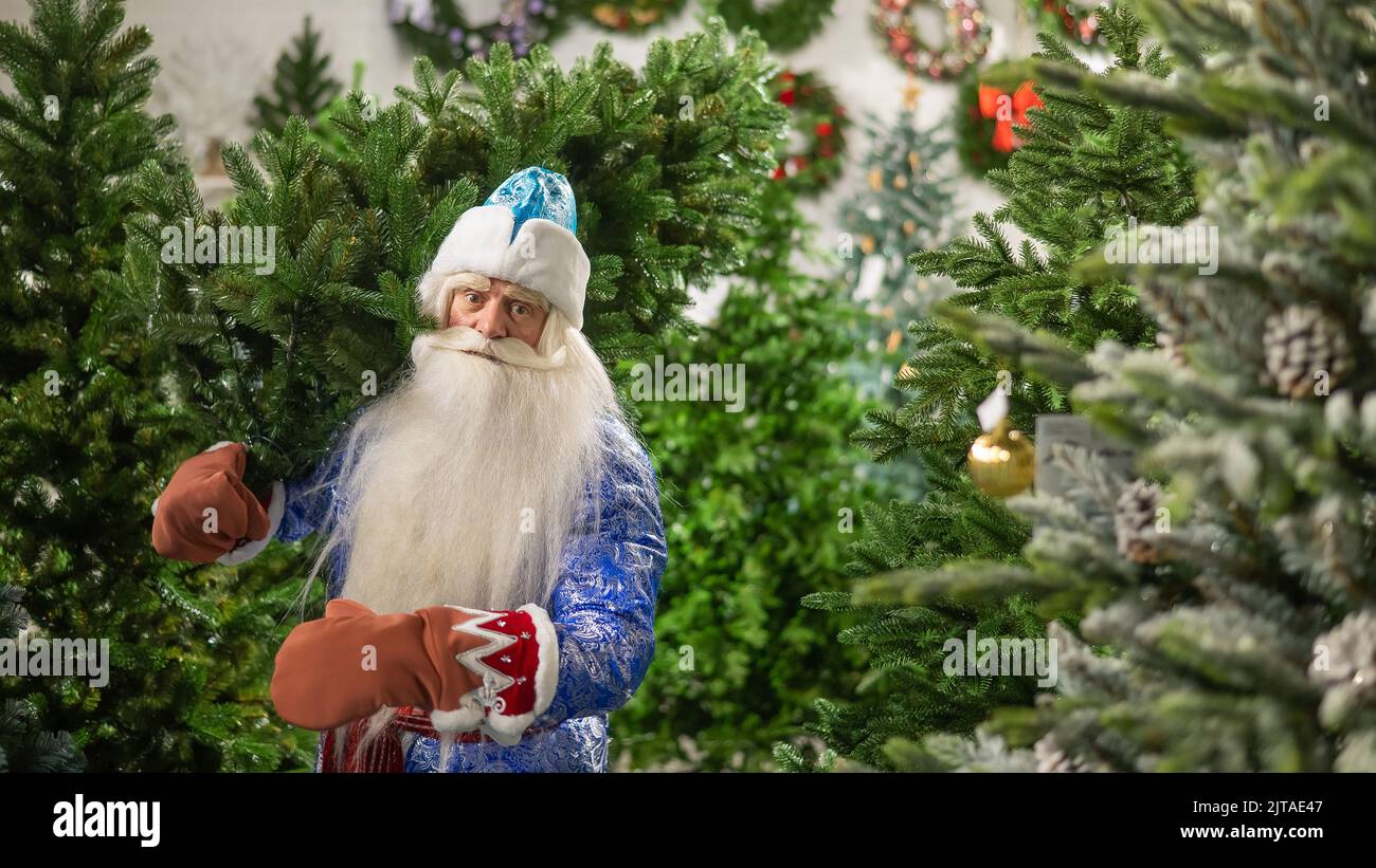 Russian santa claus buys a christmas tree in the store Stock Photo - Alamy