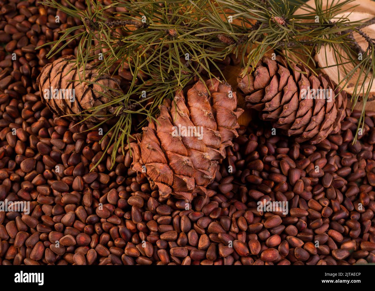Edible cedar pine cones and nuts with pine tree branches Stock Photo ...