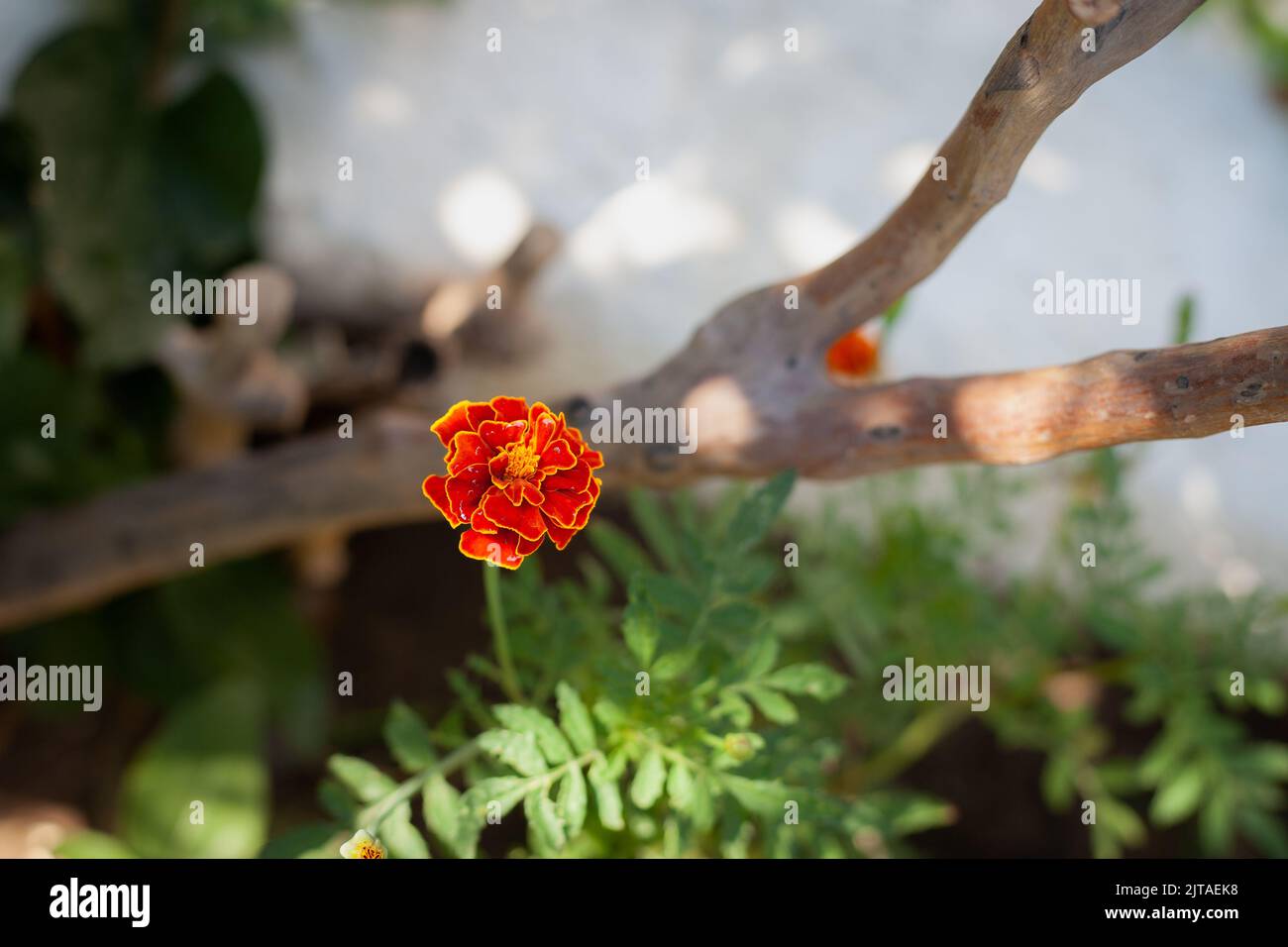 marigold background, top view of marigold among tree branches and ...