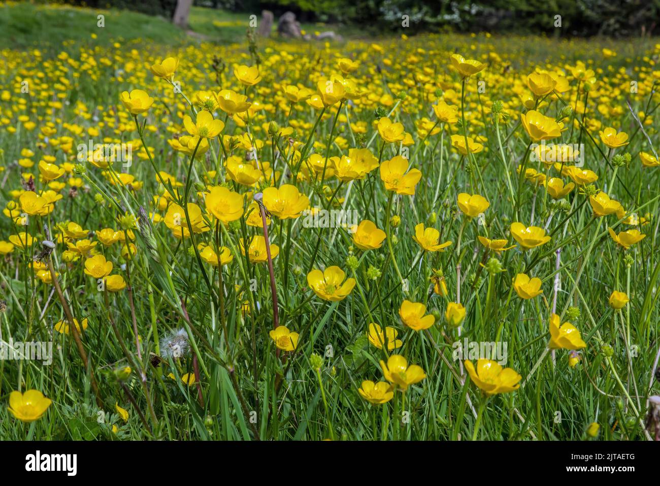 A low level shot of a field of buttercups (Ranunculus arvensis), in ...