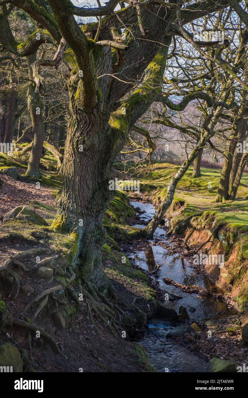 A stream running through woodland on the National Trust owned Longshaw ...