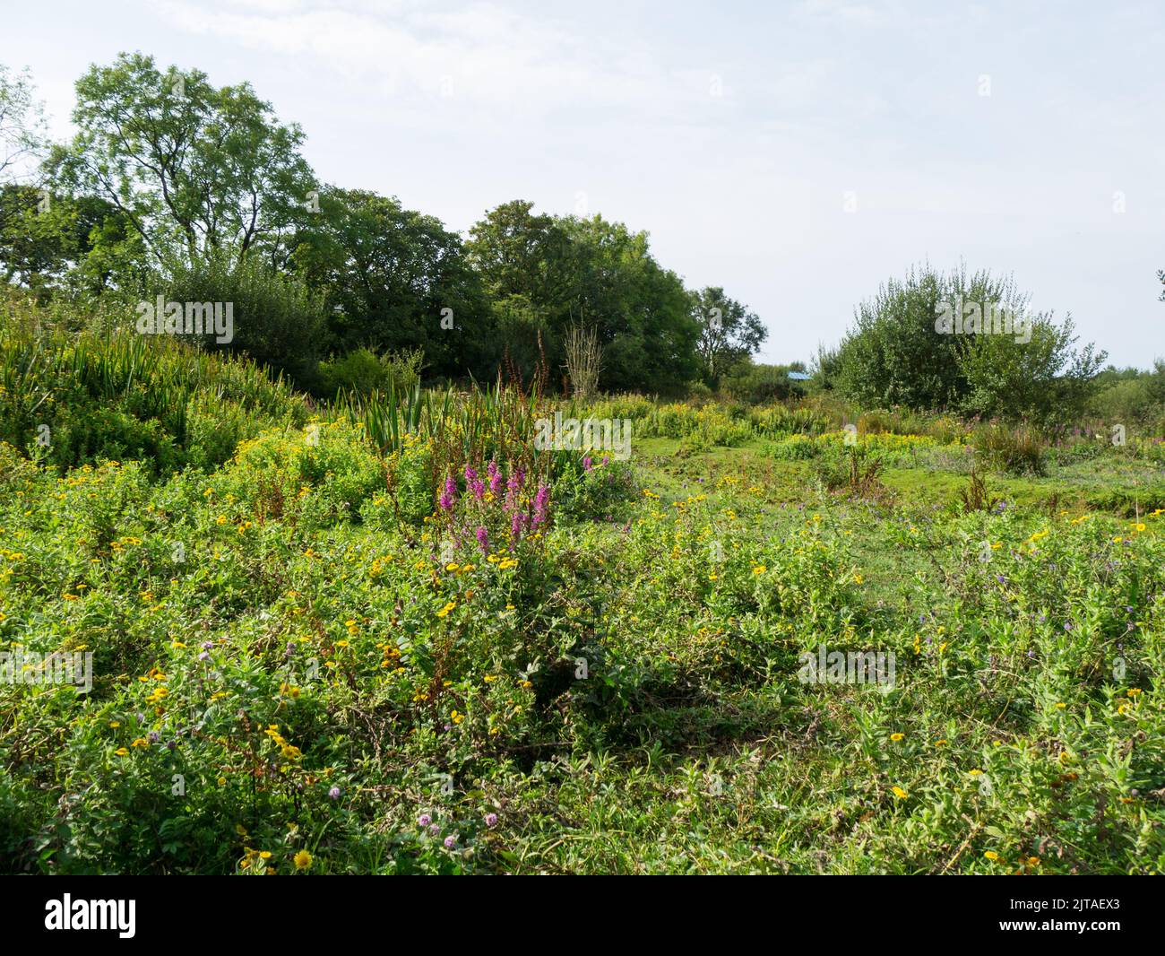 Common land covered in wild flowers attracting honey bees and ...