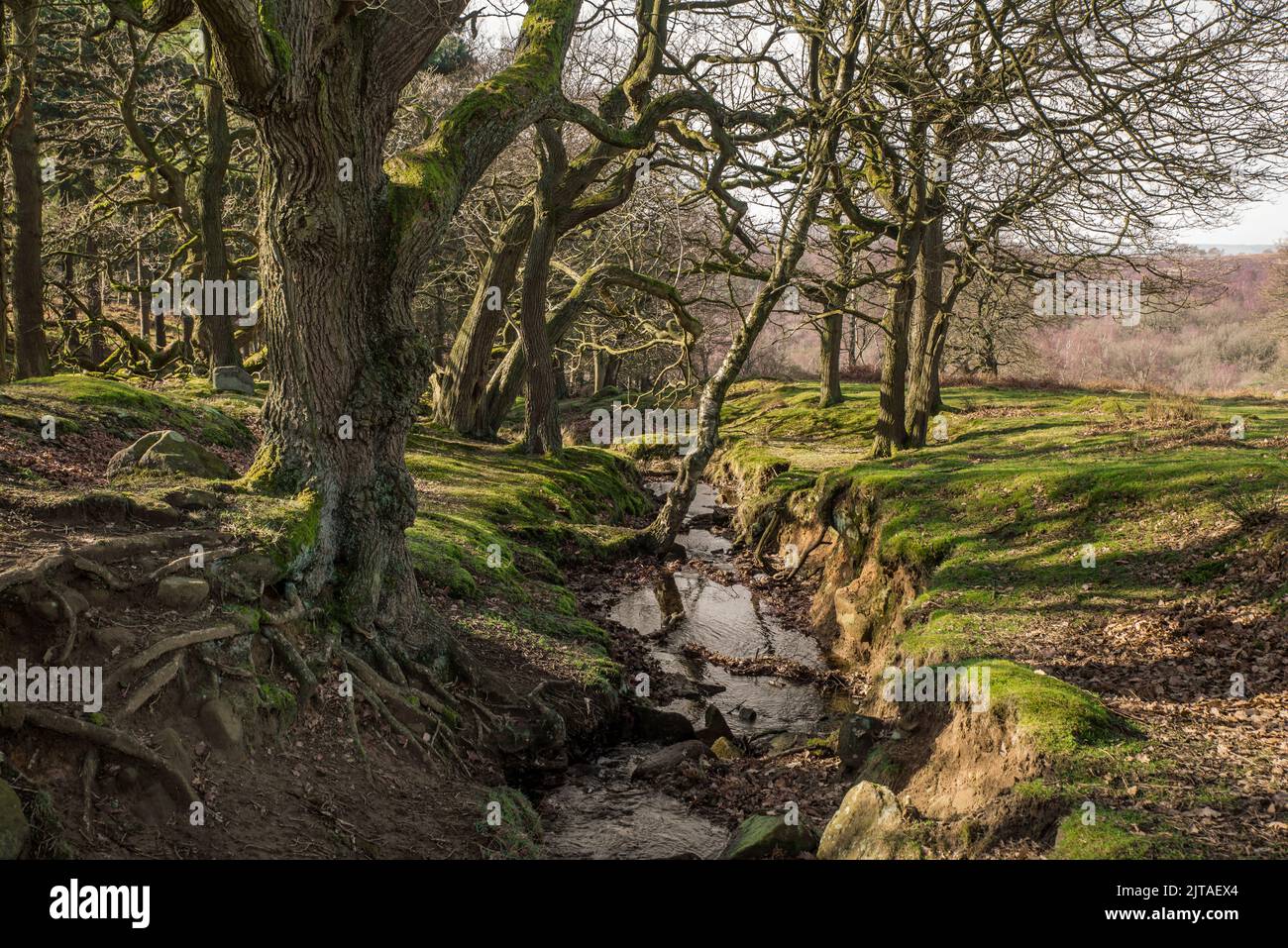 A tree lined stream on the National Trust owned Longshaw estate in the ...