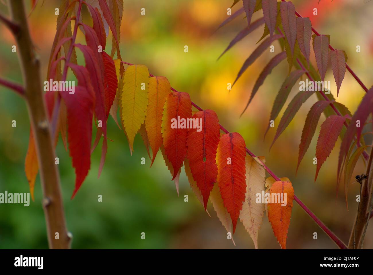 Autumn tree with big bright red leaves Stock Photo - Alamy