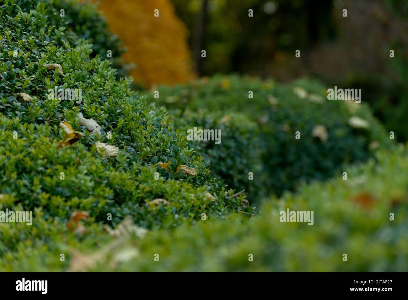 Garden Design Element of Spherically Formed Boxwood Bush. Boxtree Shrub ...