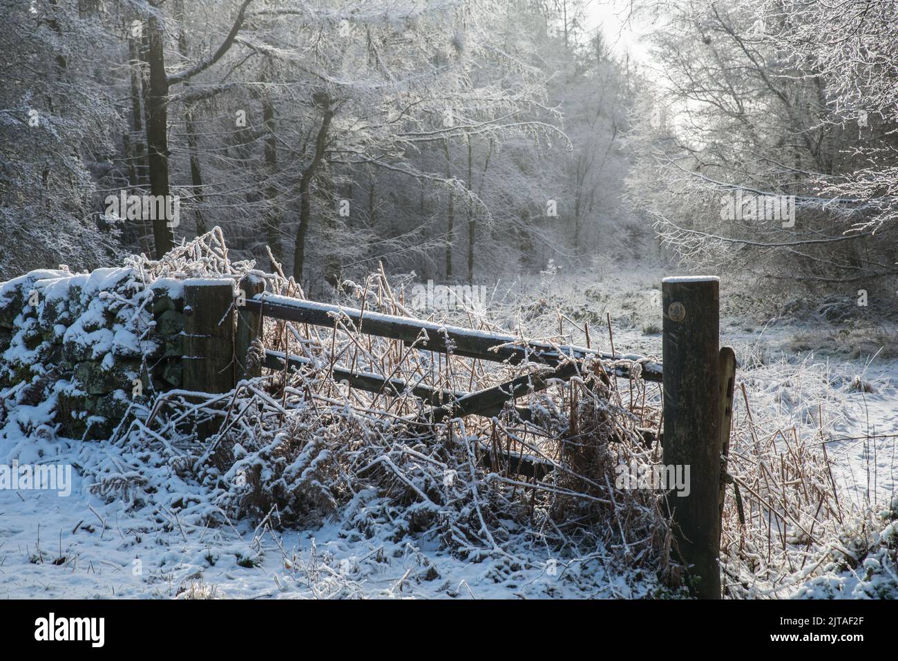 An old wooden gate covered in snow leading to a winter woodlans scene ...