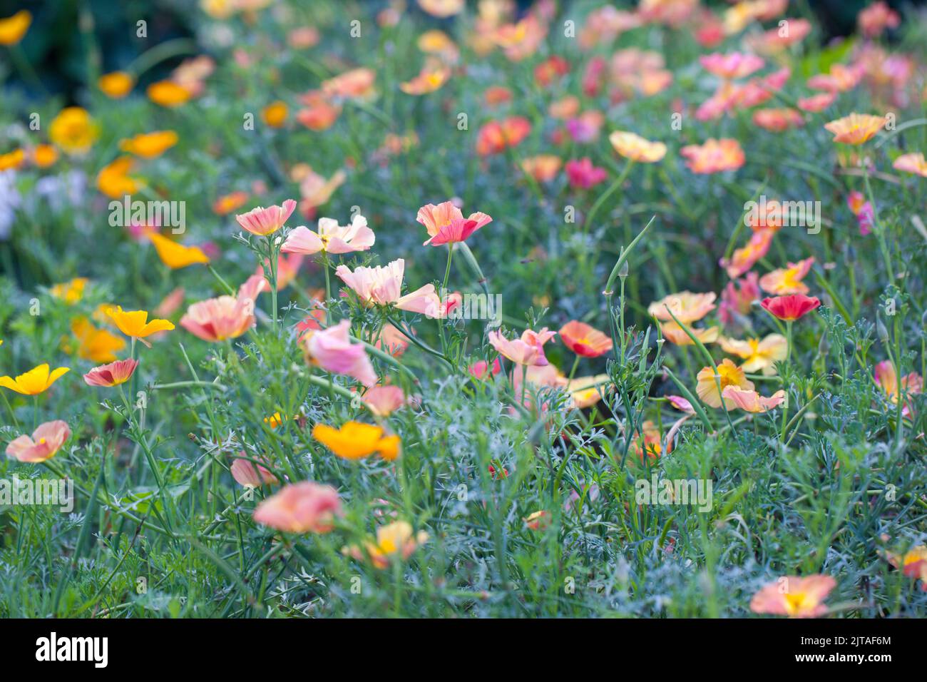 Mixed Summer Flower Landscape - Mixed flowering poppies growing in a ...