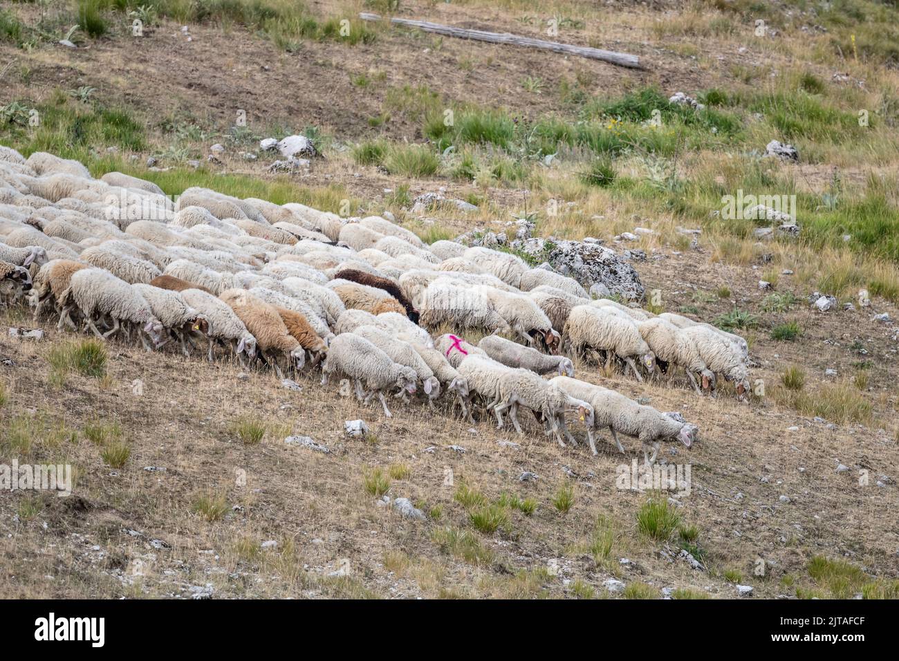 Large mammals in italy hi-res stock photography and images - Alamy