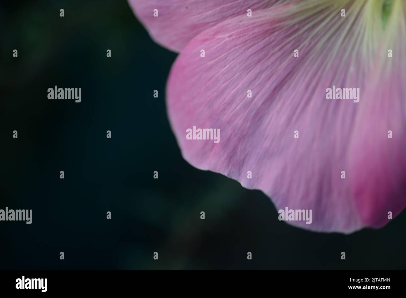 natural photographs of living wild flora mallow flowers light pink ...