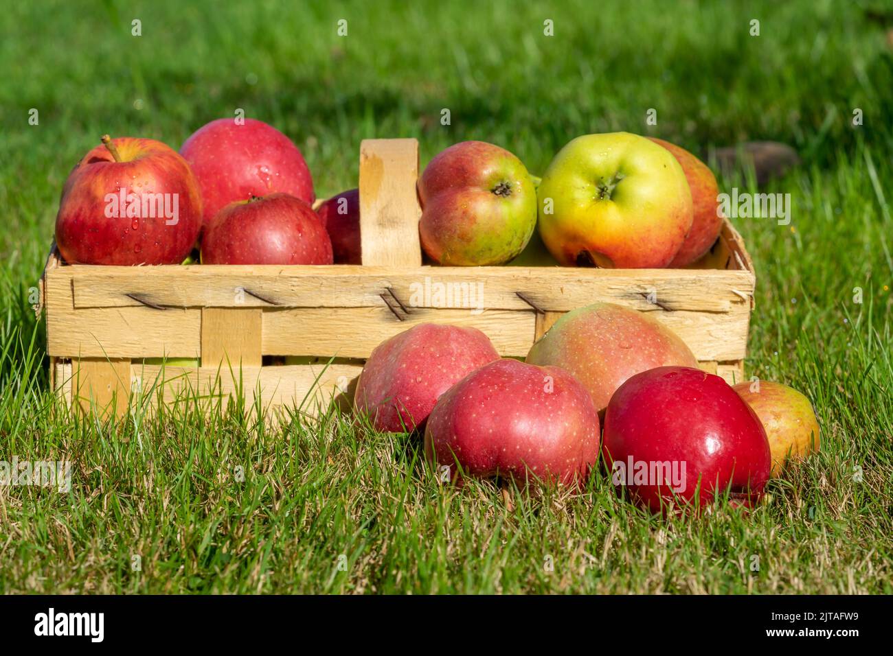 Harvesting apples in autumn with a basket Stock Photo - Alamy