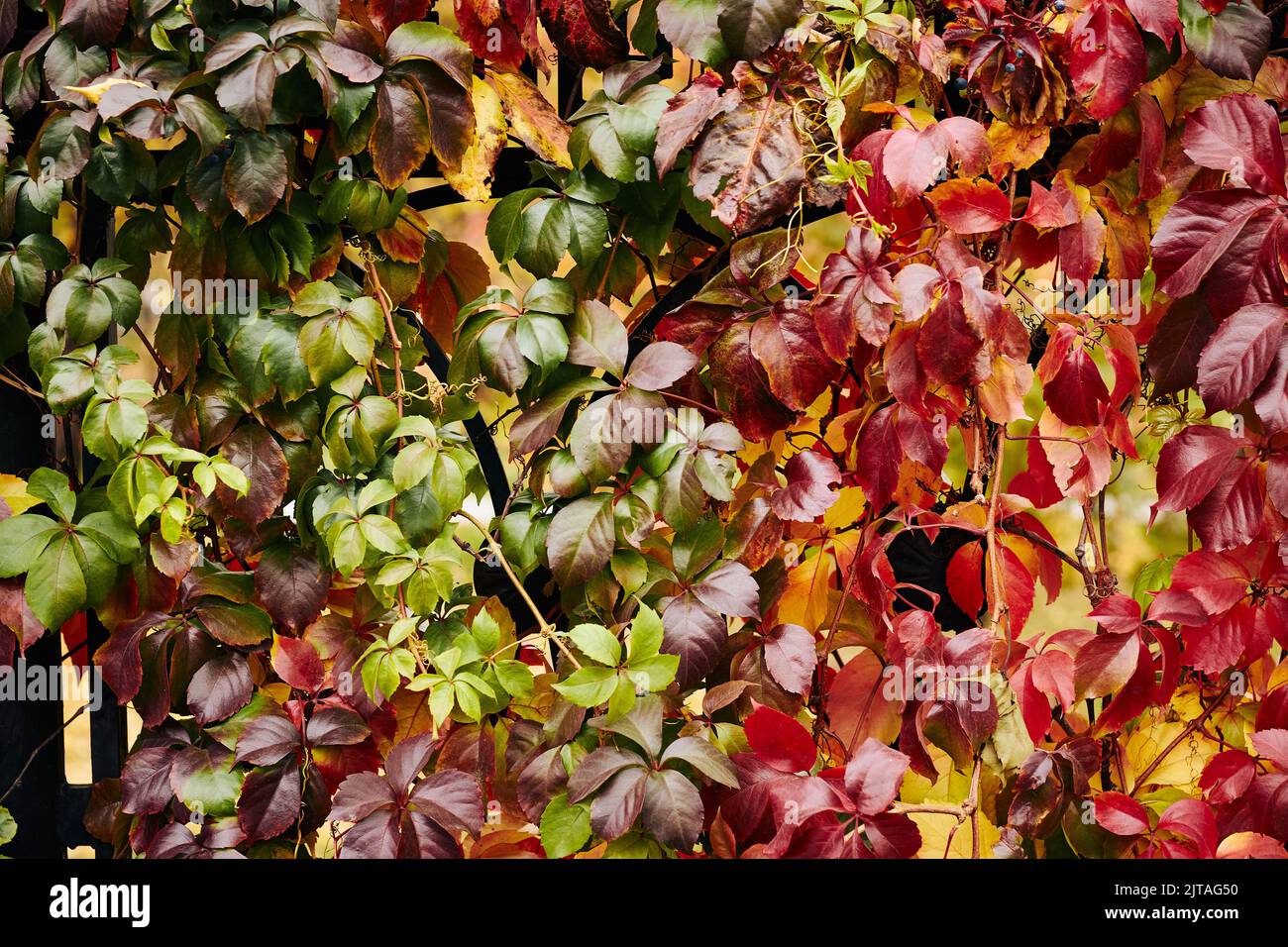 Colorful background of fallen autumn leaves, red Stock Photo - Alamy