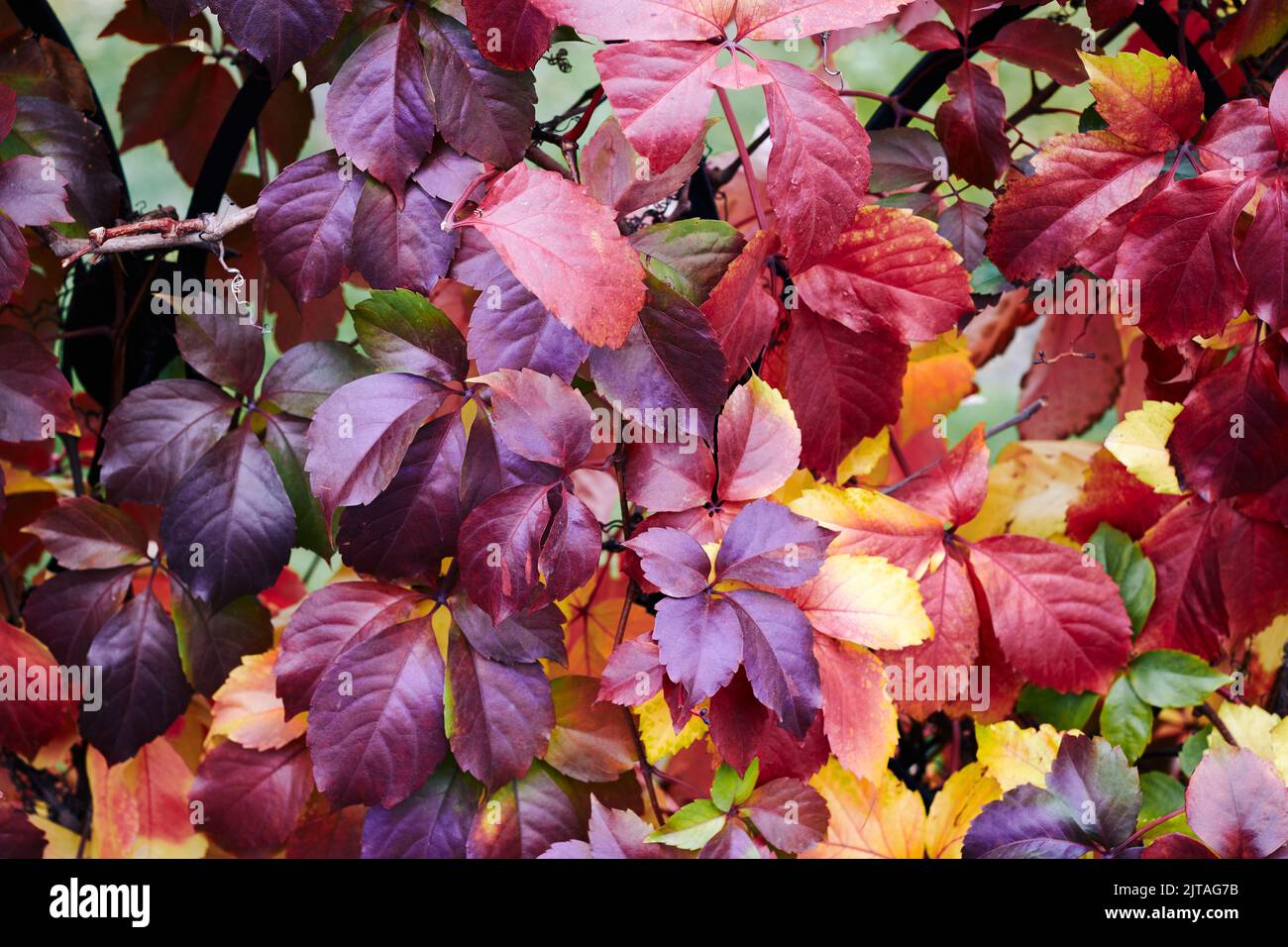 Seasonal autumnal fall tree virginia creeper parthenocissus ...
