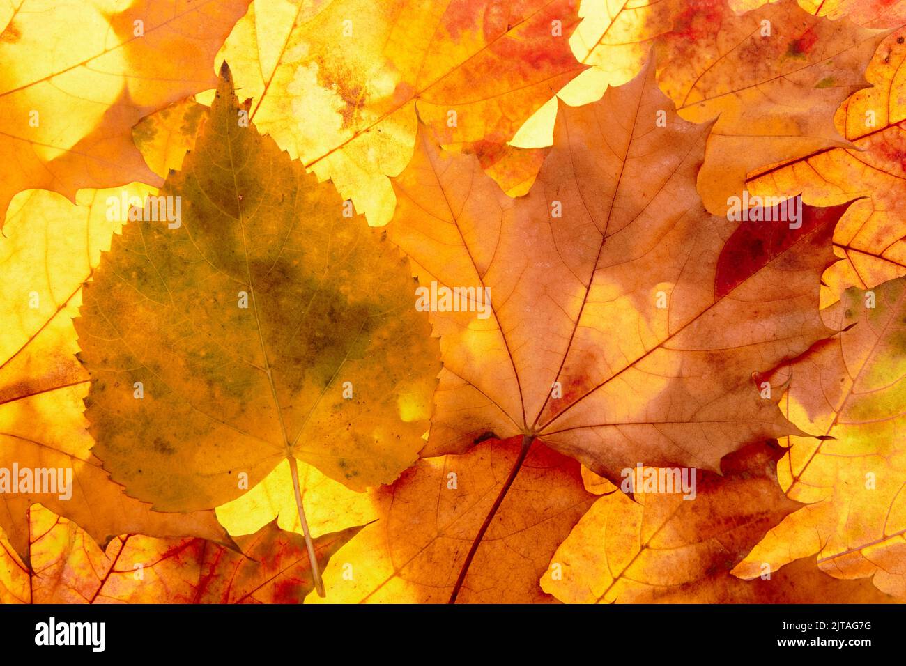 autumn leaves to the light Stock Photo - Alamy
