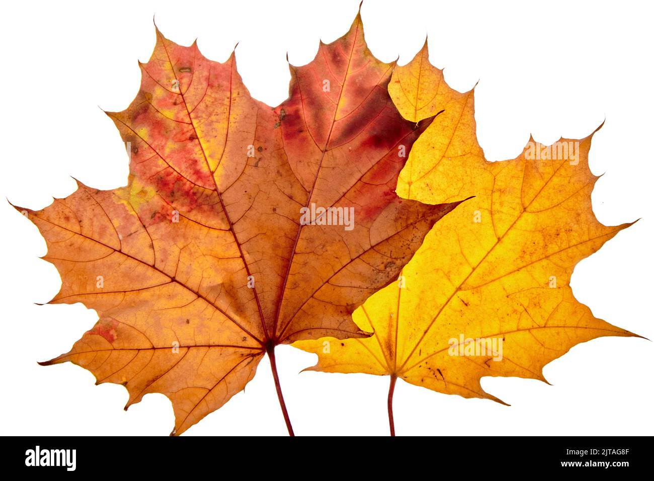 Autumn maple leaves isolated on white background Stock Photo - Alamy