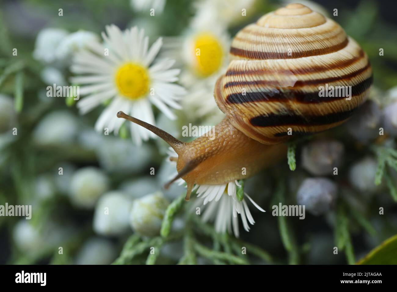 Beautiful snail hi-res stock photography and images - Alamy