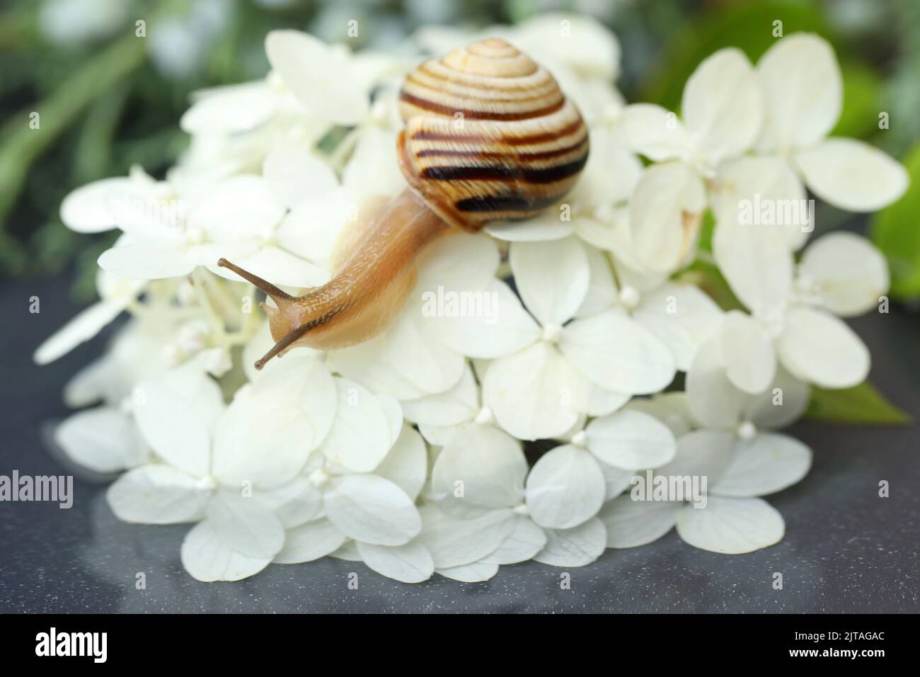 Beautiful snail hi-res stock photography and images - Alamy