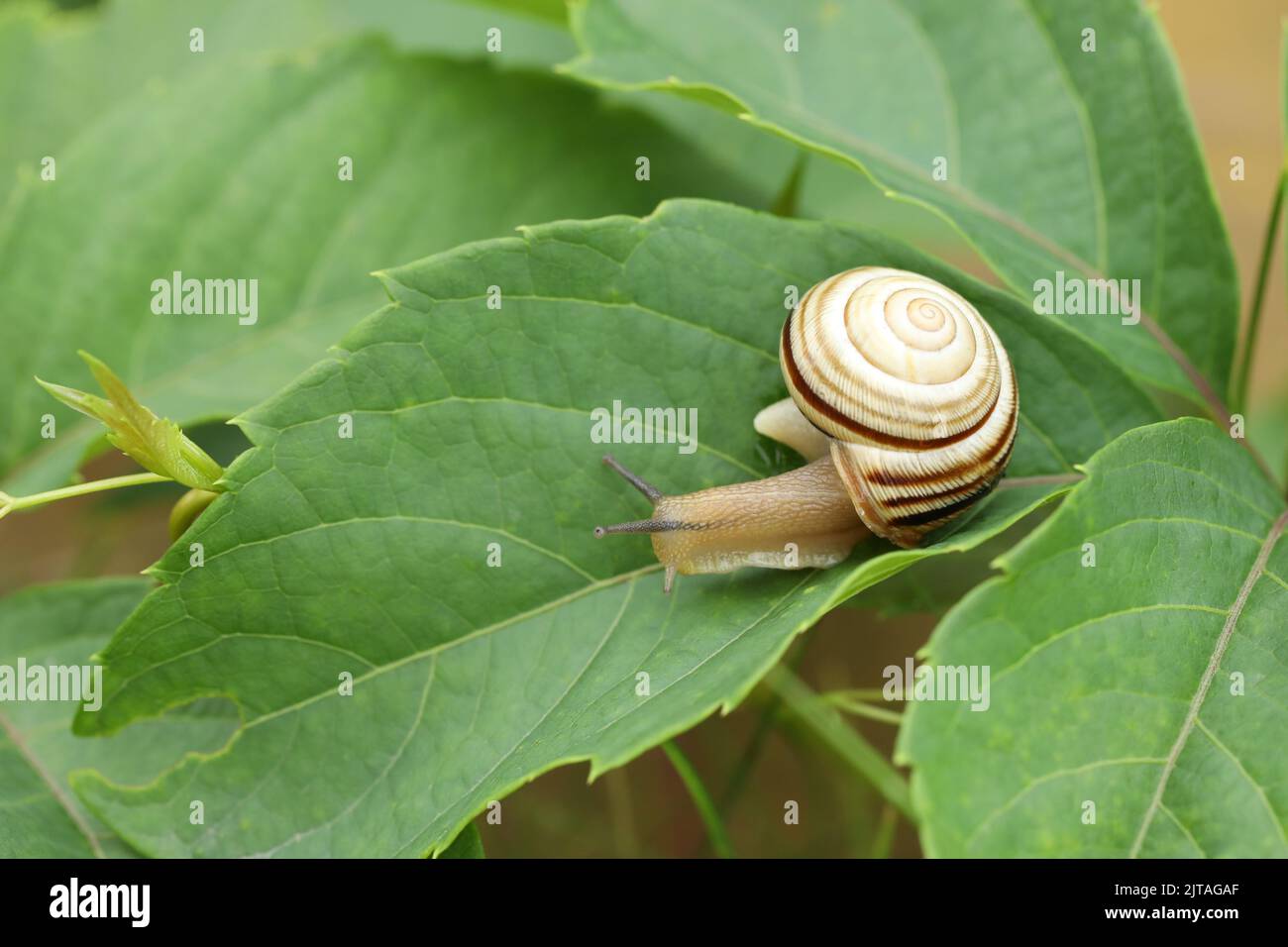 Beautiful snail hi-res stock photography and images - Alamy