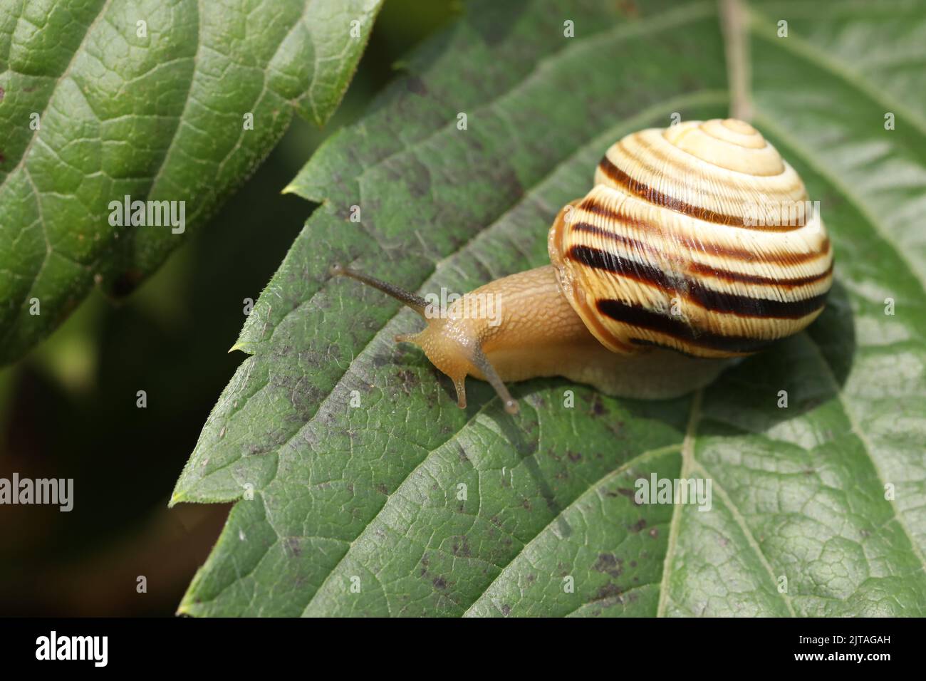 Beautiful snail hi-res stock photography and images - Alamy