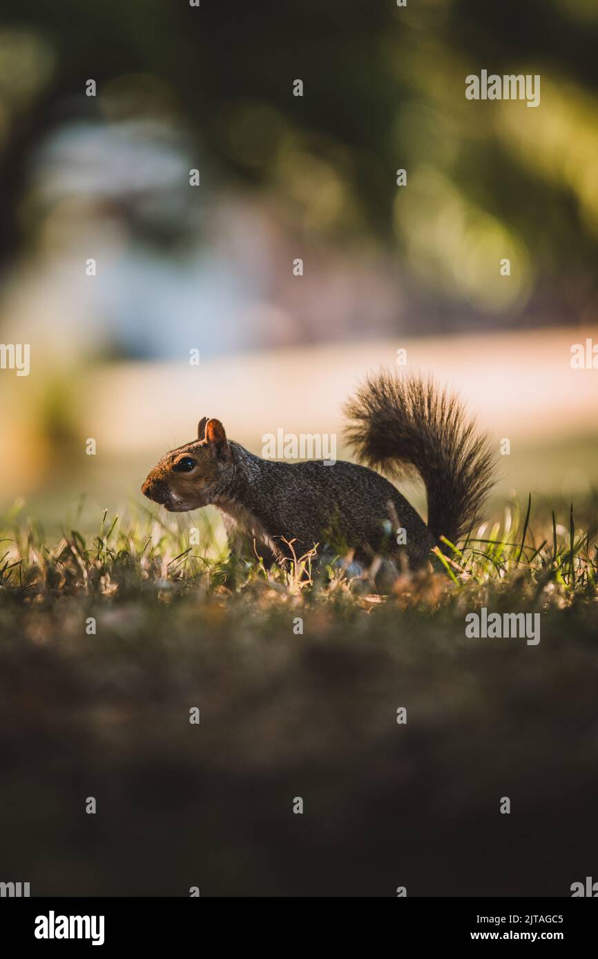 Grey squirrel in dublin hi-res stock photography and images - Alamy