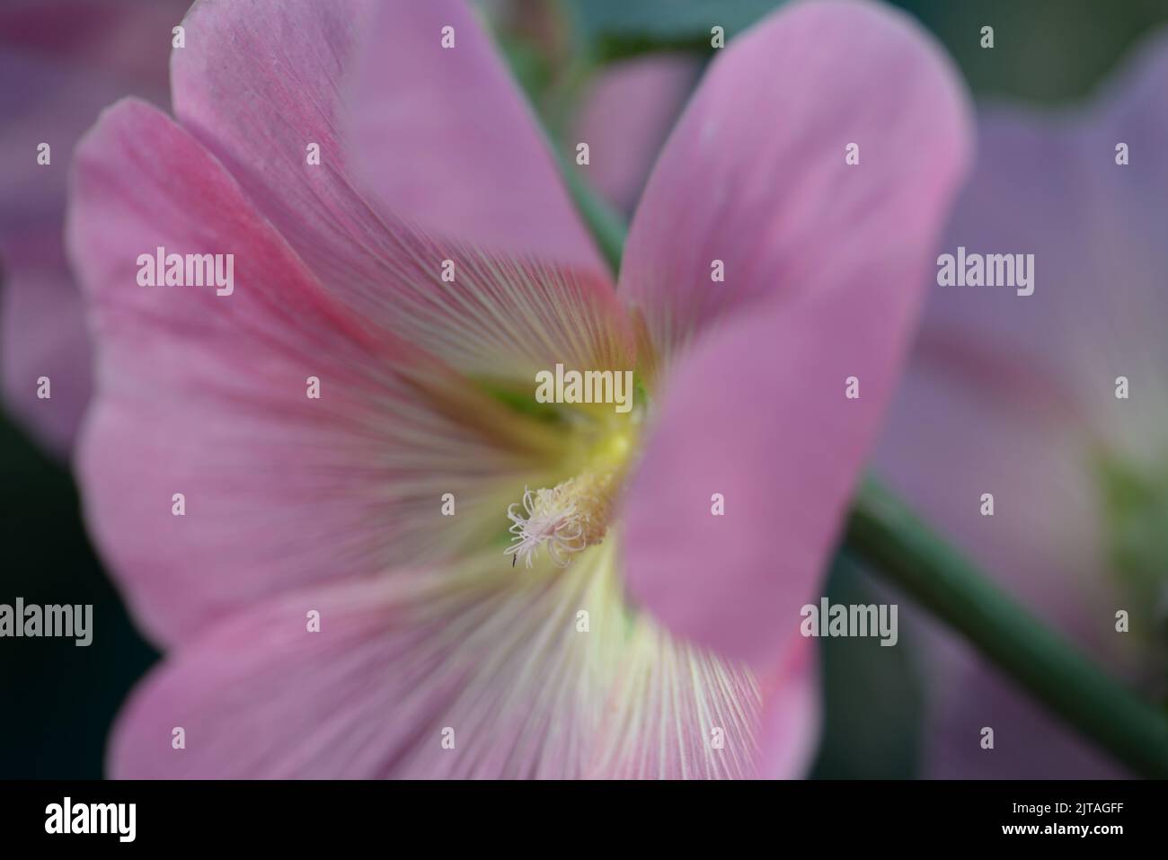 natural photographs of living wild flora mallow flowers light pink ...