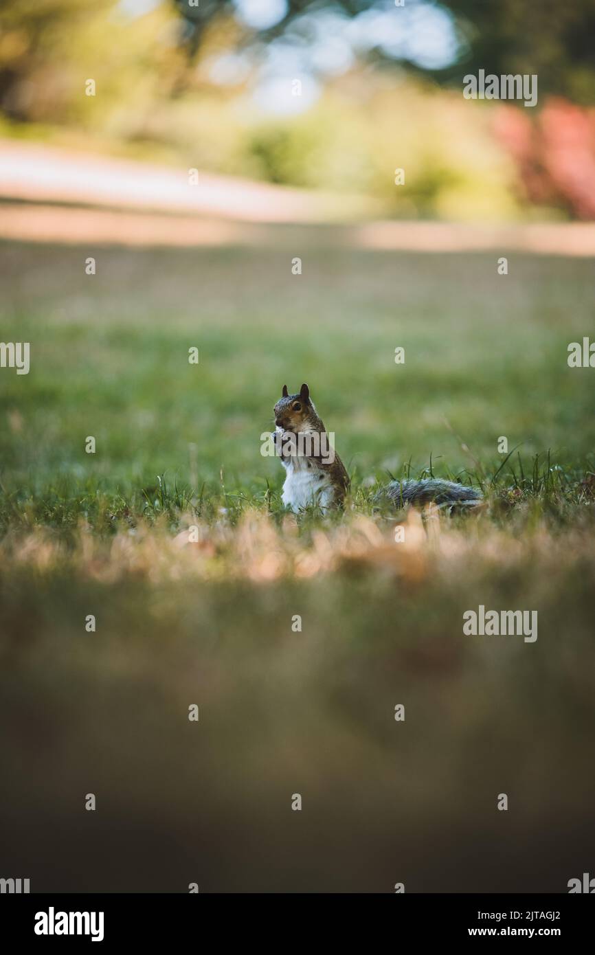 Grey squirrel in dublin hi-res stock photography and images - Alamy