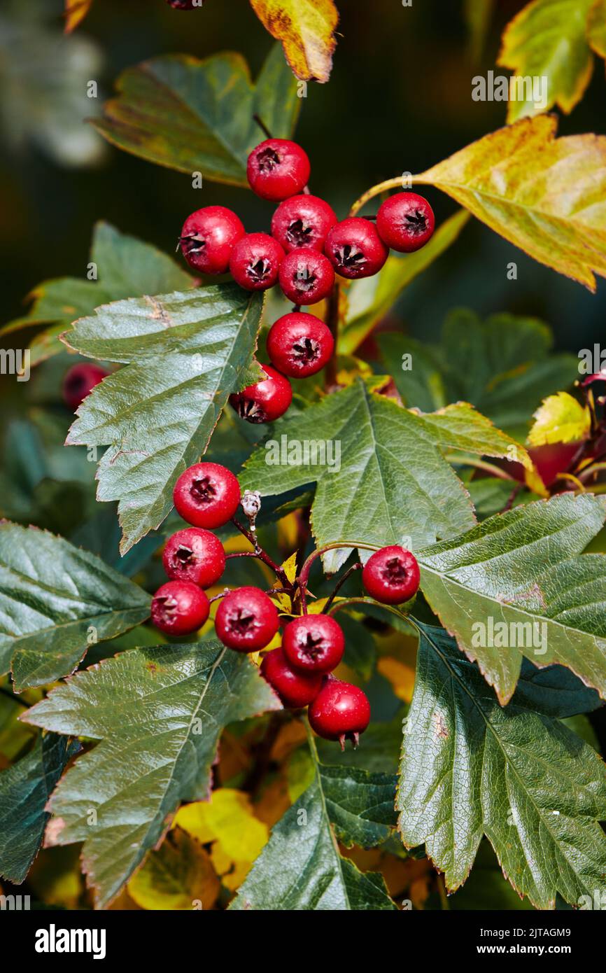 Closeup hawthorn leaves berries hi-res stock photography and images - Alamy