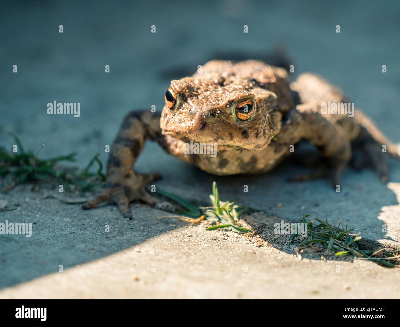 Toad on land hi-res stock photography and images - Alamy