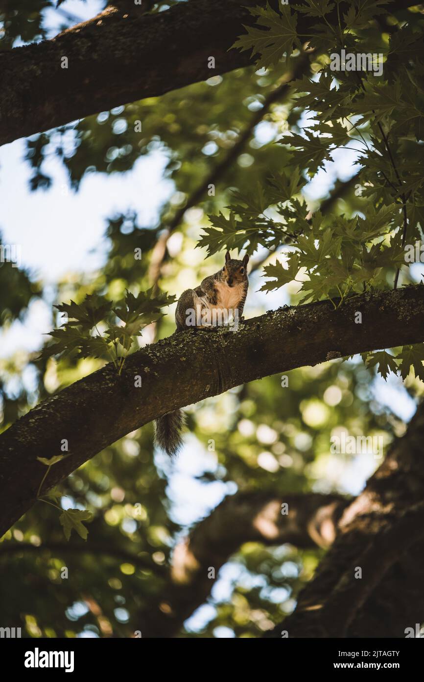 Grey squirrel in dublin hi-res stock photography and images - Alamy