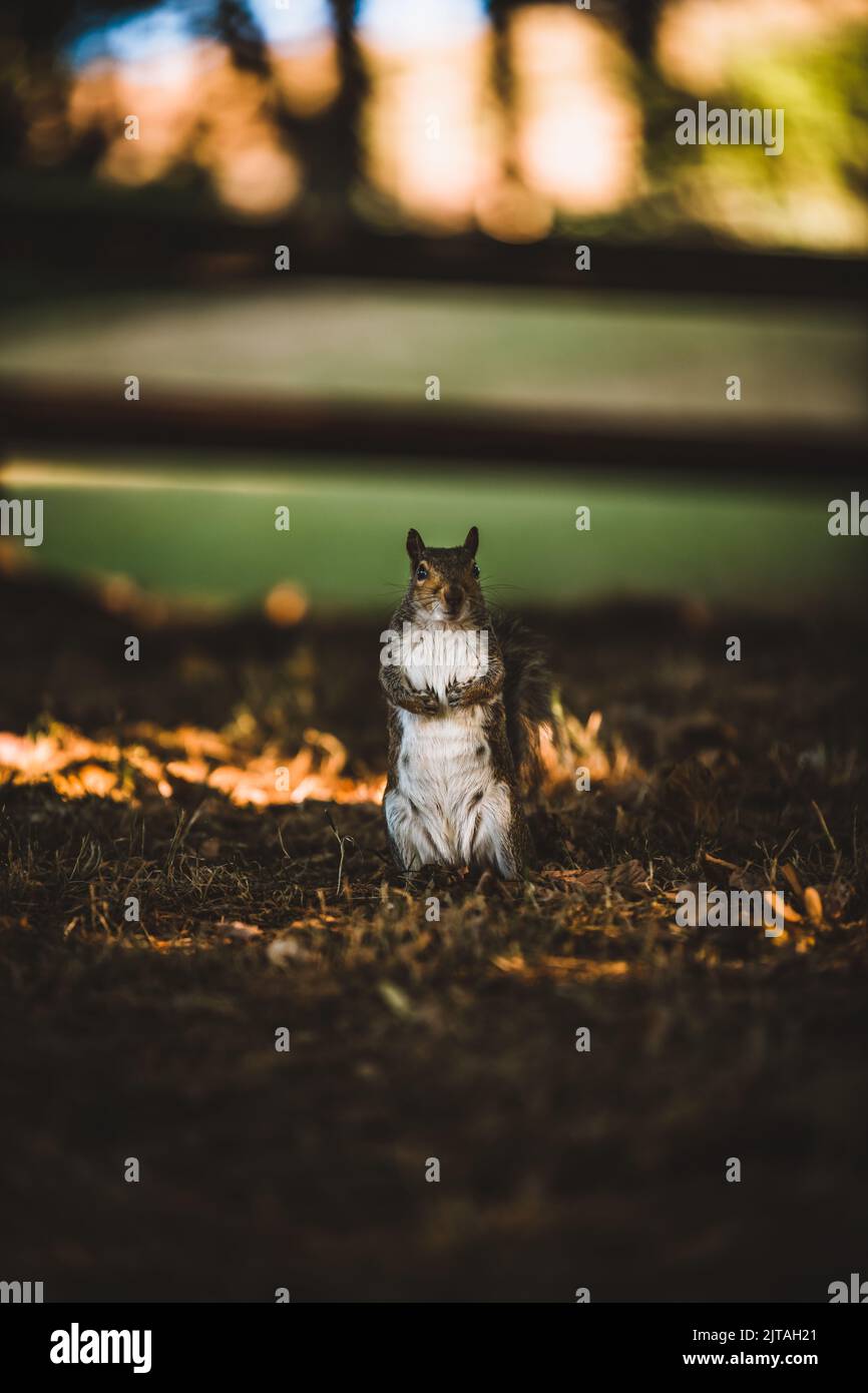 Grey squirrel in dublin hi-res stock photography and images - Alamy