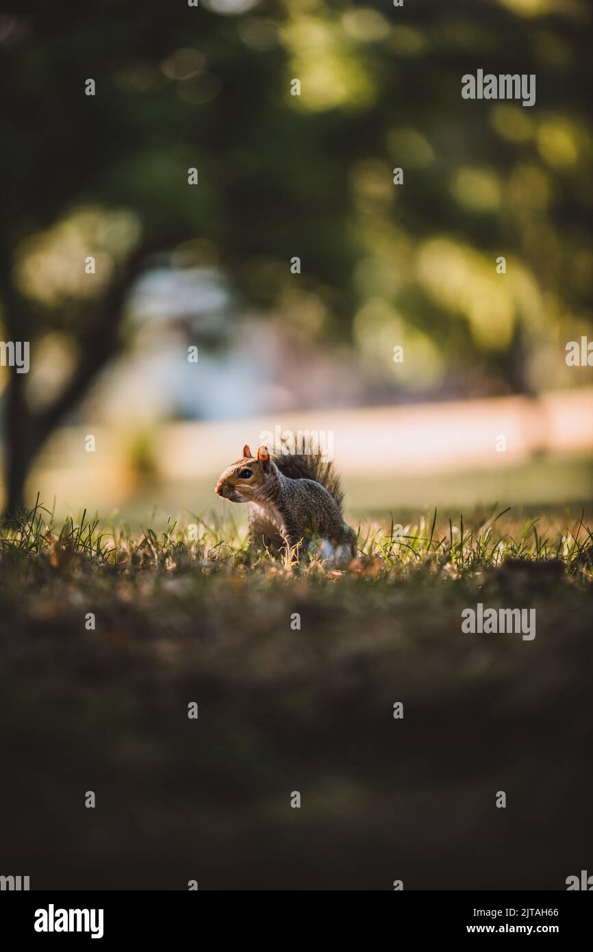 Grey squirrel in dublin hi-res stock photography and images - Alamy