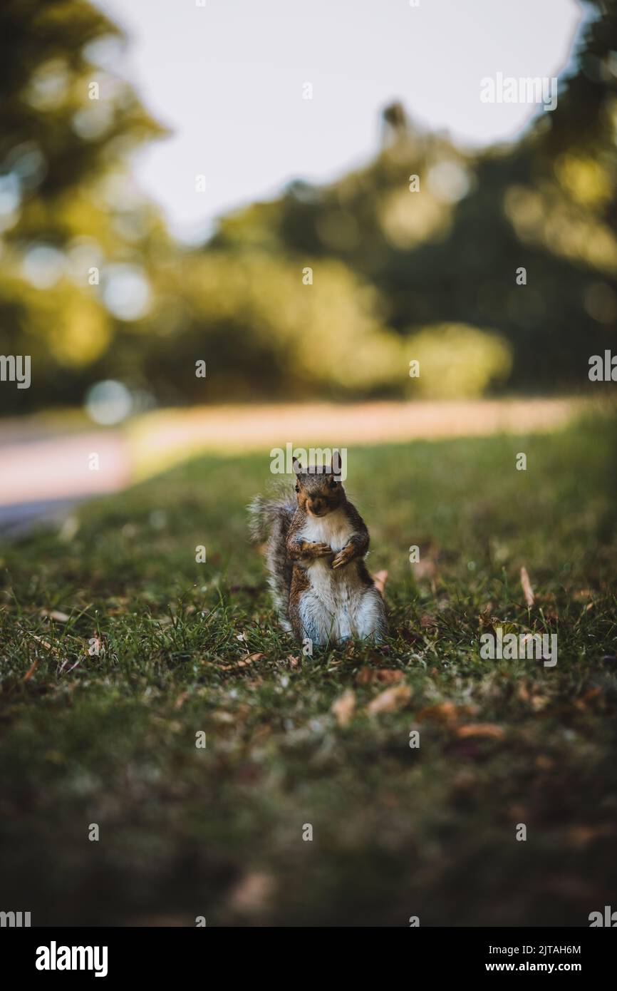 Grey squirrel in dublin hi-res stock photography and images - Alamy