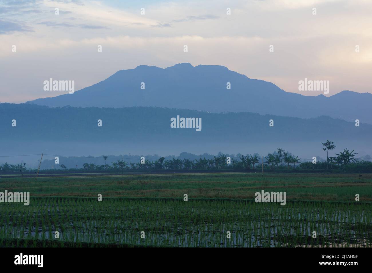 Scenery hazy blue mountain seen from a rice field around Semarang ...