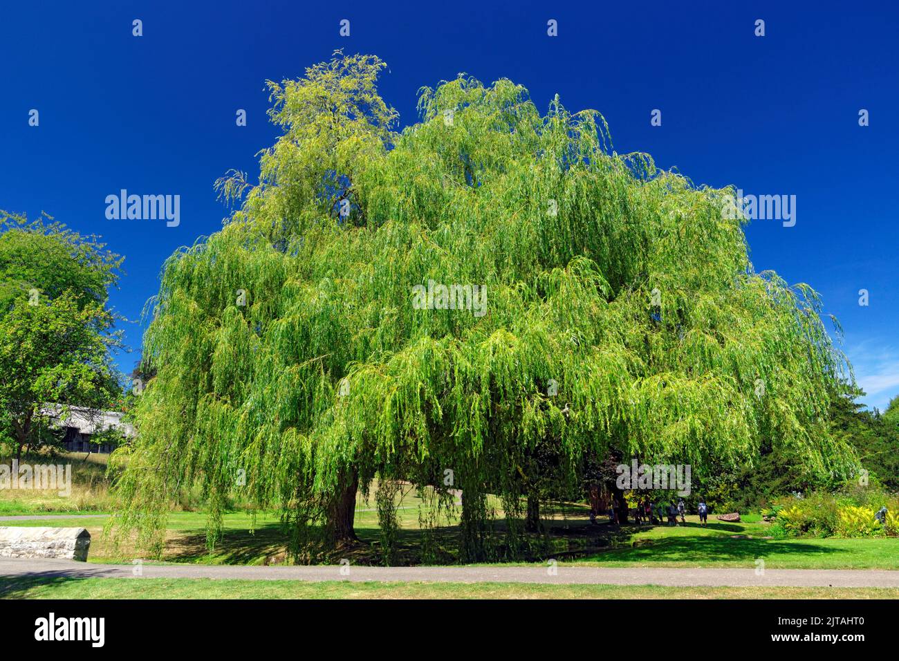 Weeping willow tree salix babylonica hi-res stock photography and ...