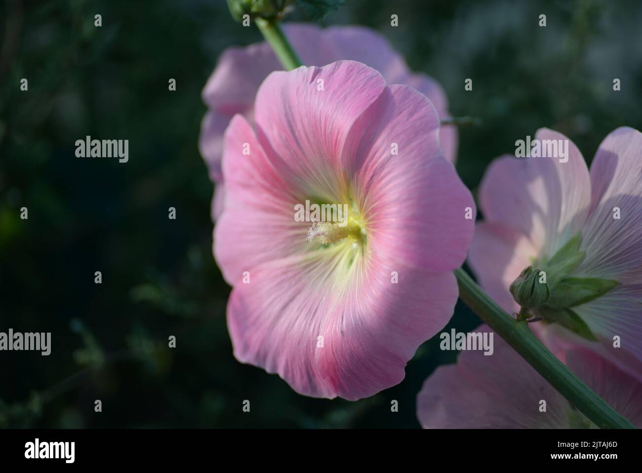 natural photographs of living wild flora mallow flowers light pink ...