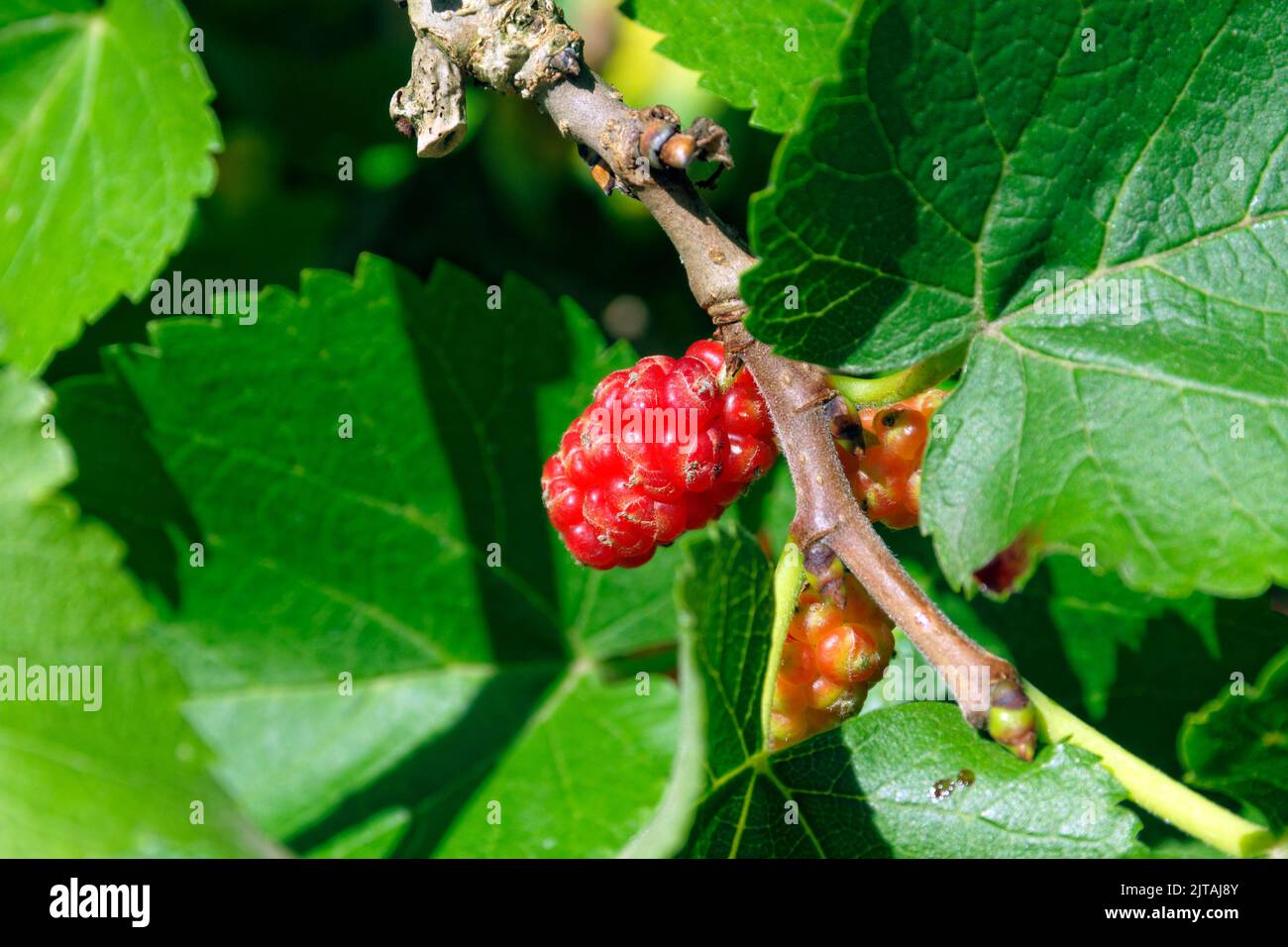 Black Mulberry, Morus nigra, National History Museum, Amgueddfa Werin ...